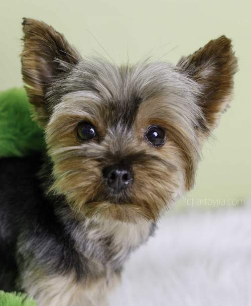 Yorkie Haven Rescue